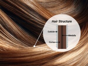 Hair Structure Explained: Cuticle, Cortex, and Tips for Healthy Hair ...