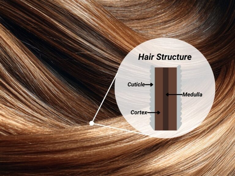 Hair Structure Explained: Cuticle, Cortex, and Tips for Healthy Hair ...