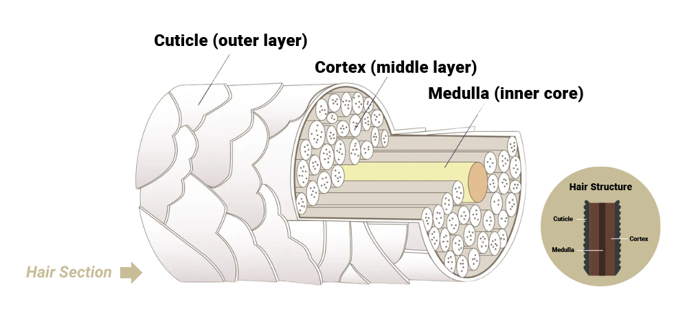Hair Structure Explained: Cuticle, Cortex, and Tips for Healthy Hair ...